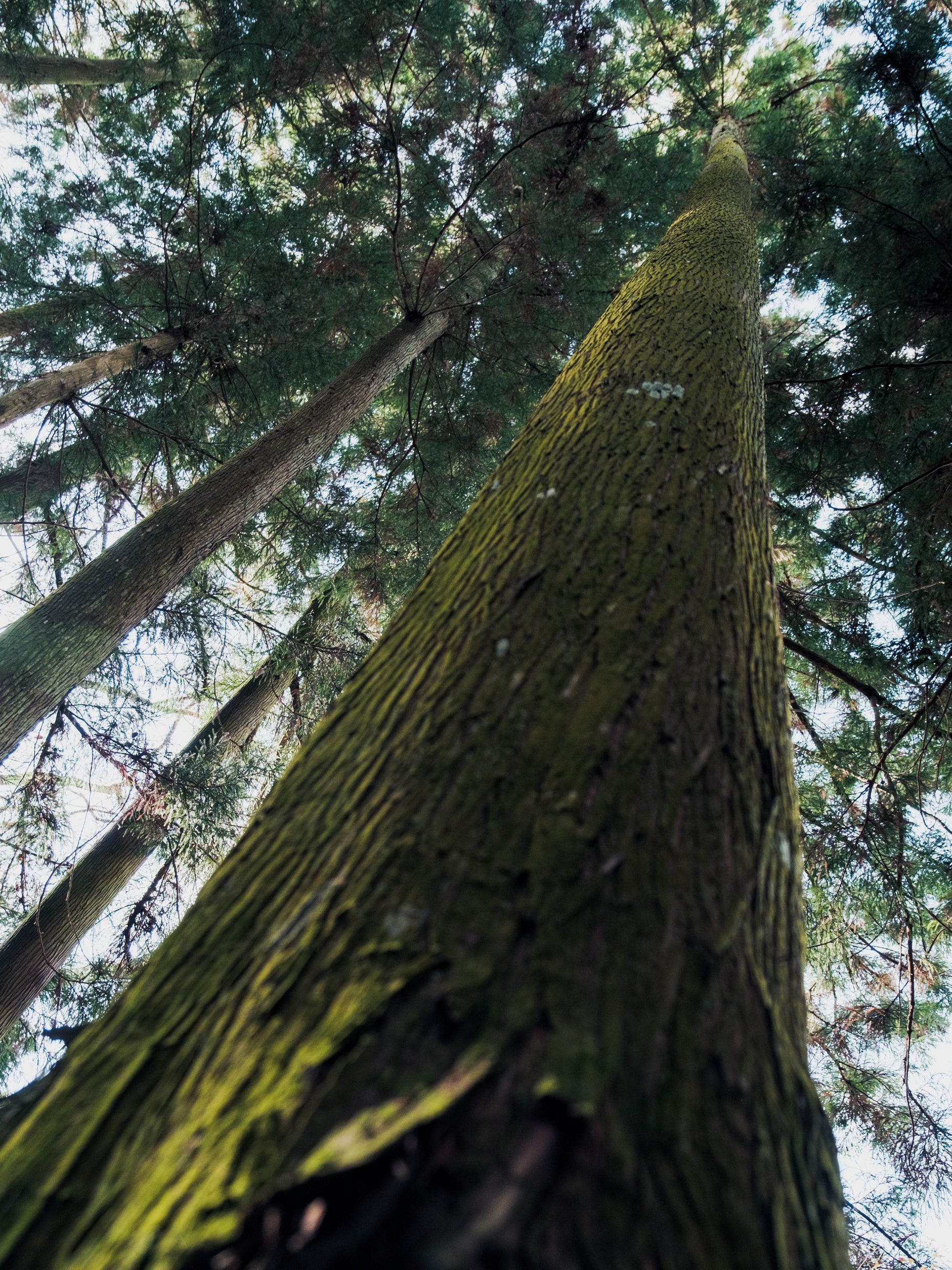 What is Sugi? The Complete Guide to Japanese Cedar Wood – Japanese ...